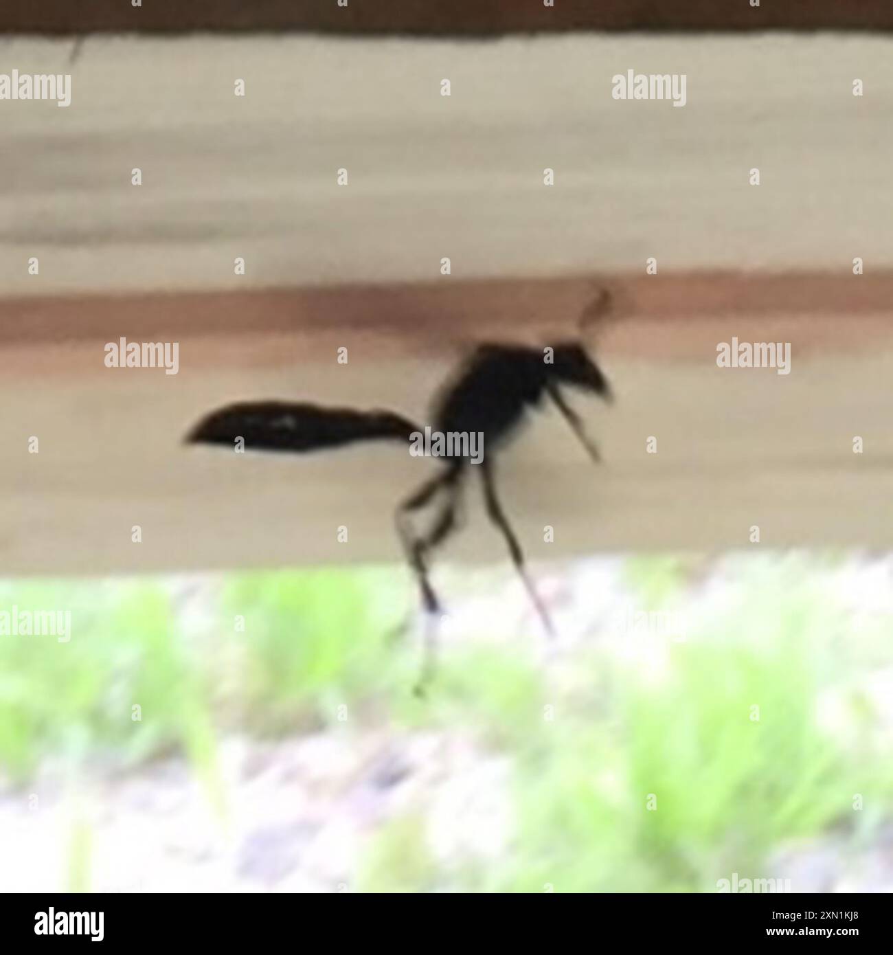 Organ pipe mud dauber hi-res stock photography and images - Alamy