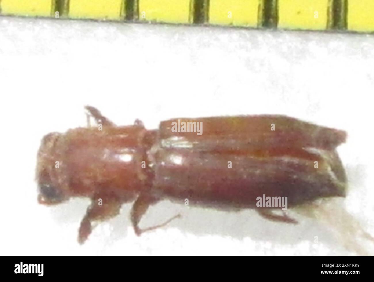 Pinhole Borer Beetles (Platypodinae) Insecta Stock Photo - Alamy