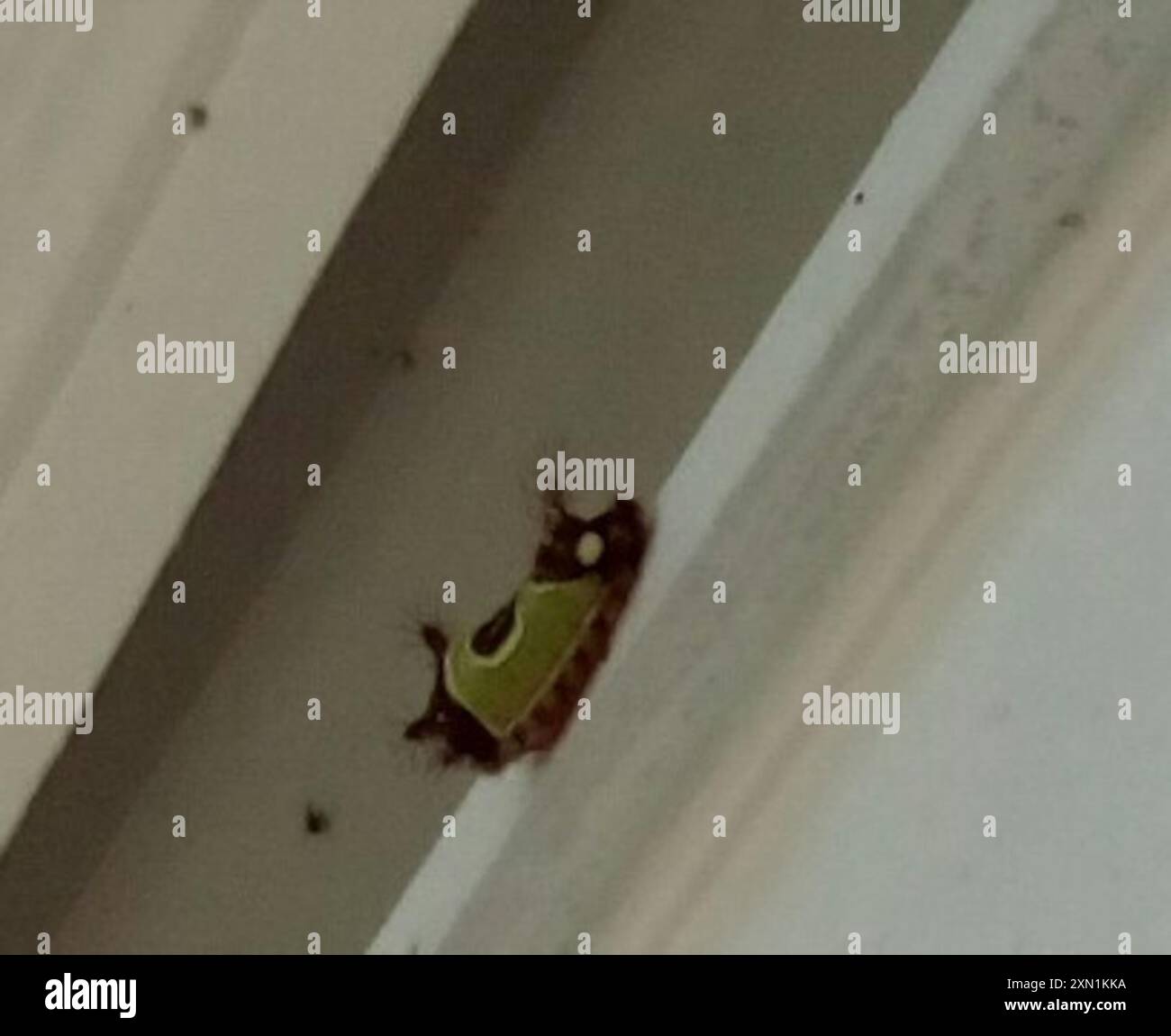 Saddleback Caterpillar Moth (Acharia stimulea) Insecta Stock Photo - Alamy