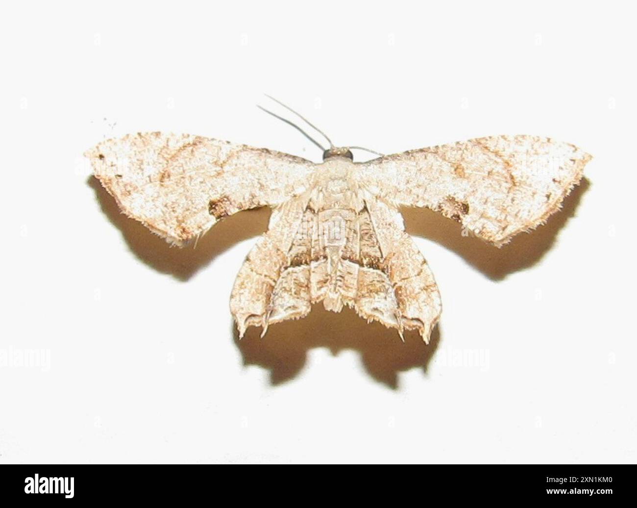 Epiplema hi-res stock photography and images - Alamy