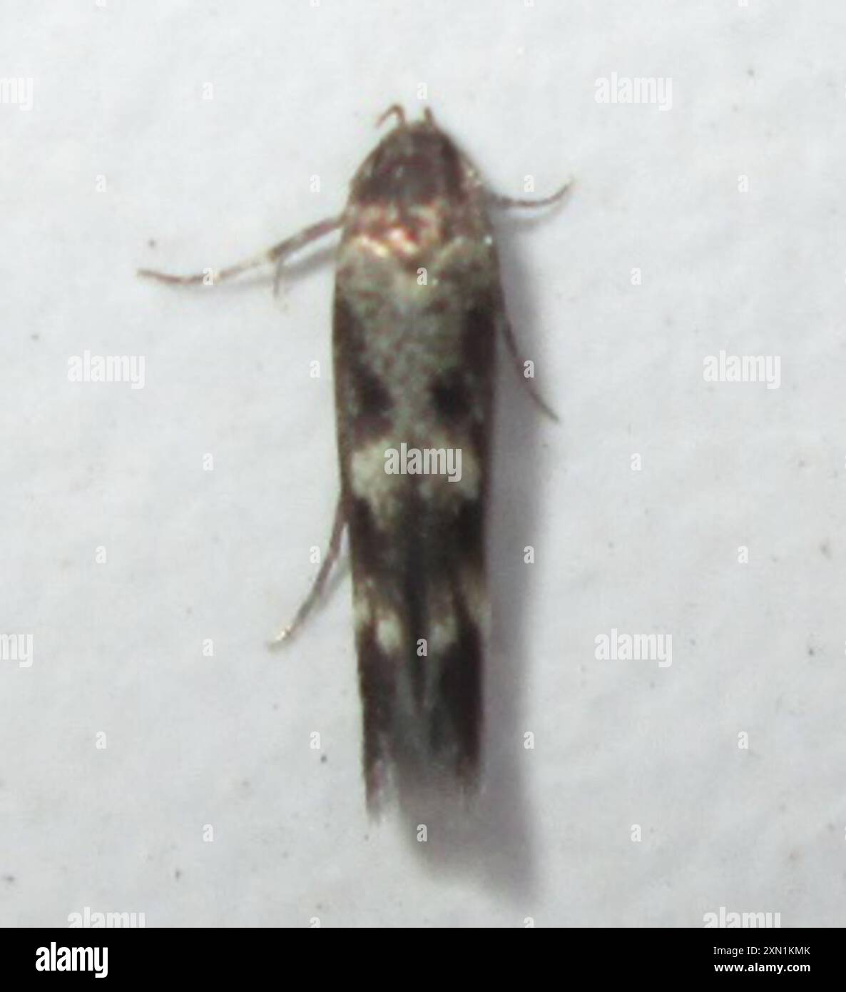 Curved-horn Moths (Gelechioidea) Insecta Stock Photo - Alamy