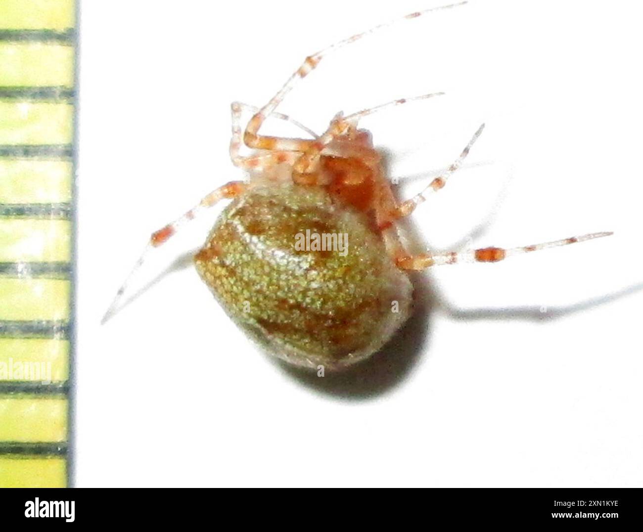 Comb-footed Spiders (Theridiidae) Arachnida Stock Photo - Alamy
