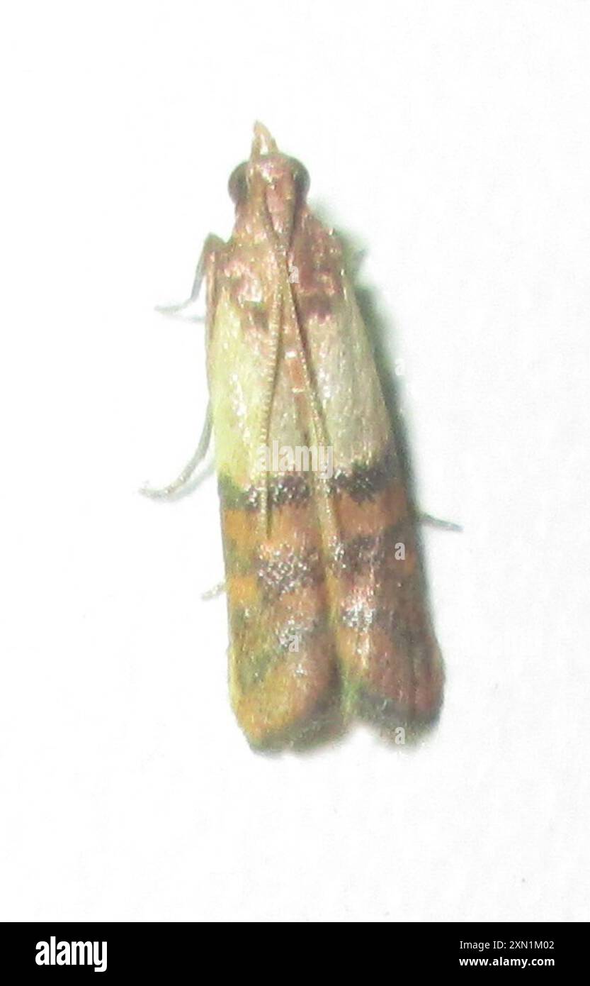 Indian-Meal Moth (Plodia interpunctella) Insecta Stock Photo - Alamy