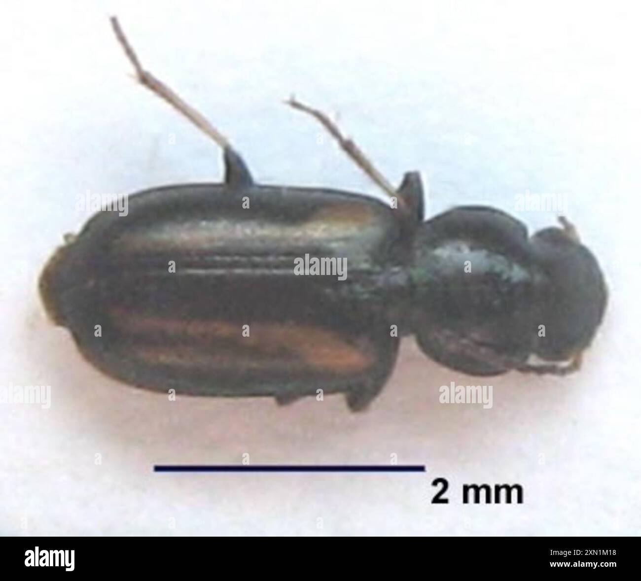 (Amblystomus orpheus) Insecta Stock Photo - Alamy