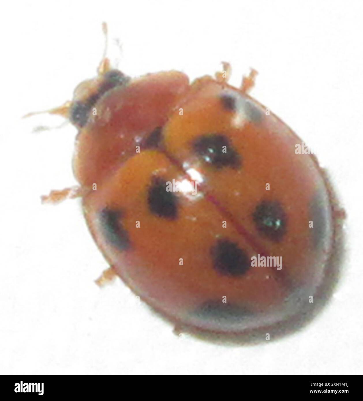 Lady Beetles (Coccinellidae) Insecta Stock Photo - Alamy