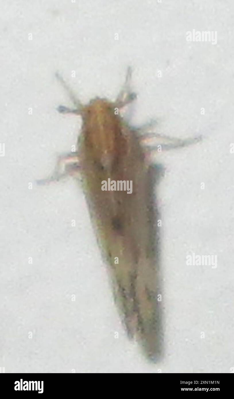 Delphacid Planthoppers (Delphacidae) Insecta Stock Photo - Alamy