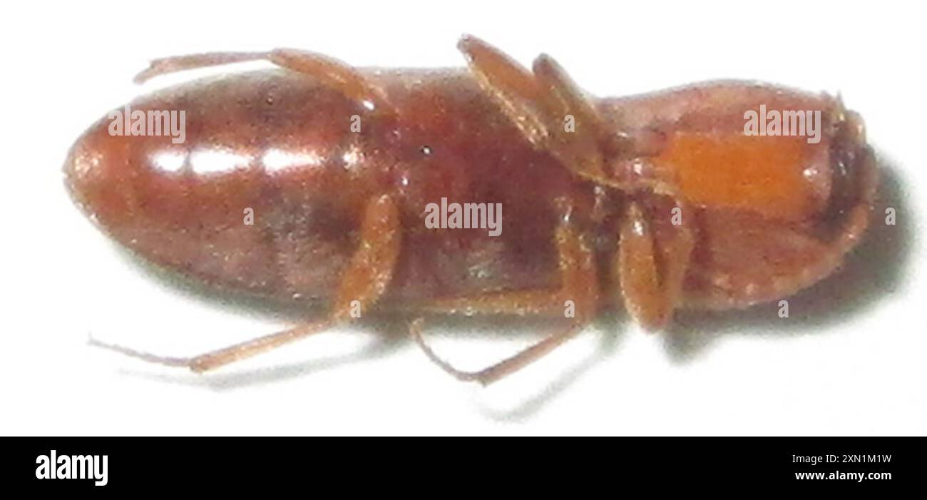 Click Beetles (Elateridae) Insecta Stock Photo - Alamy