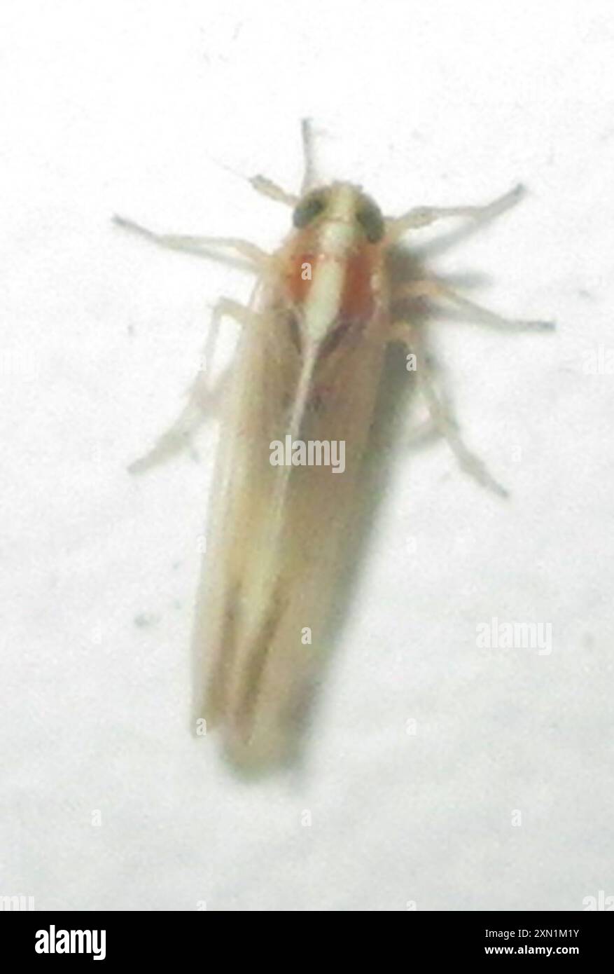 Delphacid Planthoppers (Delphacidae) Insecta Stock Photo - Alamy