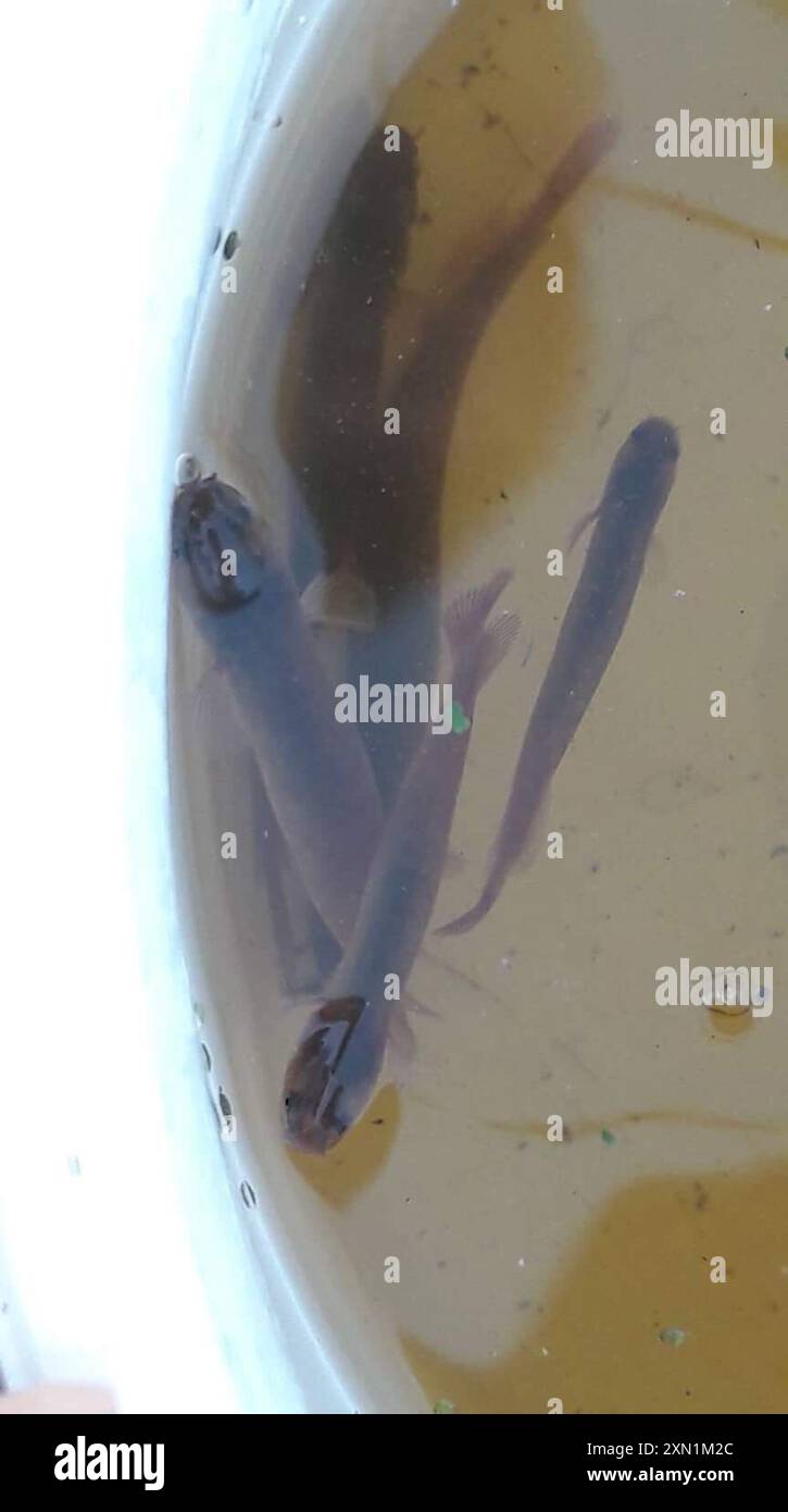 Brown mudfish hi-res stock photography and images - Alamy