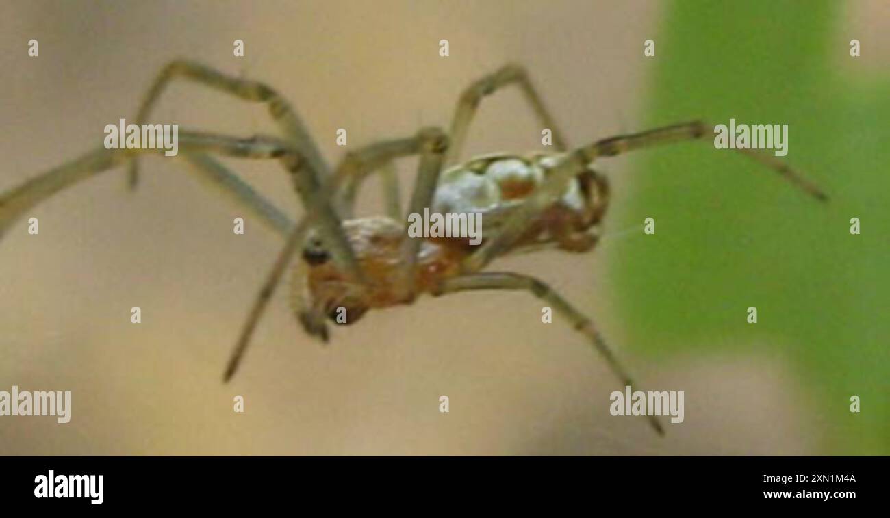 banded-legged golden orb-web spider (Trichonephila senegalensis ...