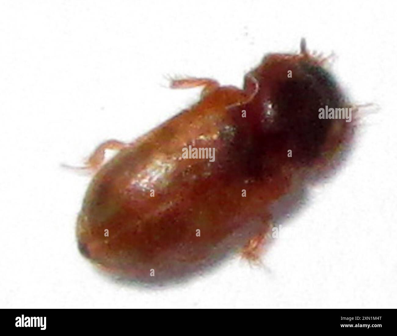 Variegated mud loving beetles hi-res stock photography and images - Alamy