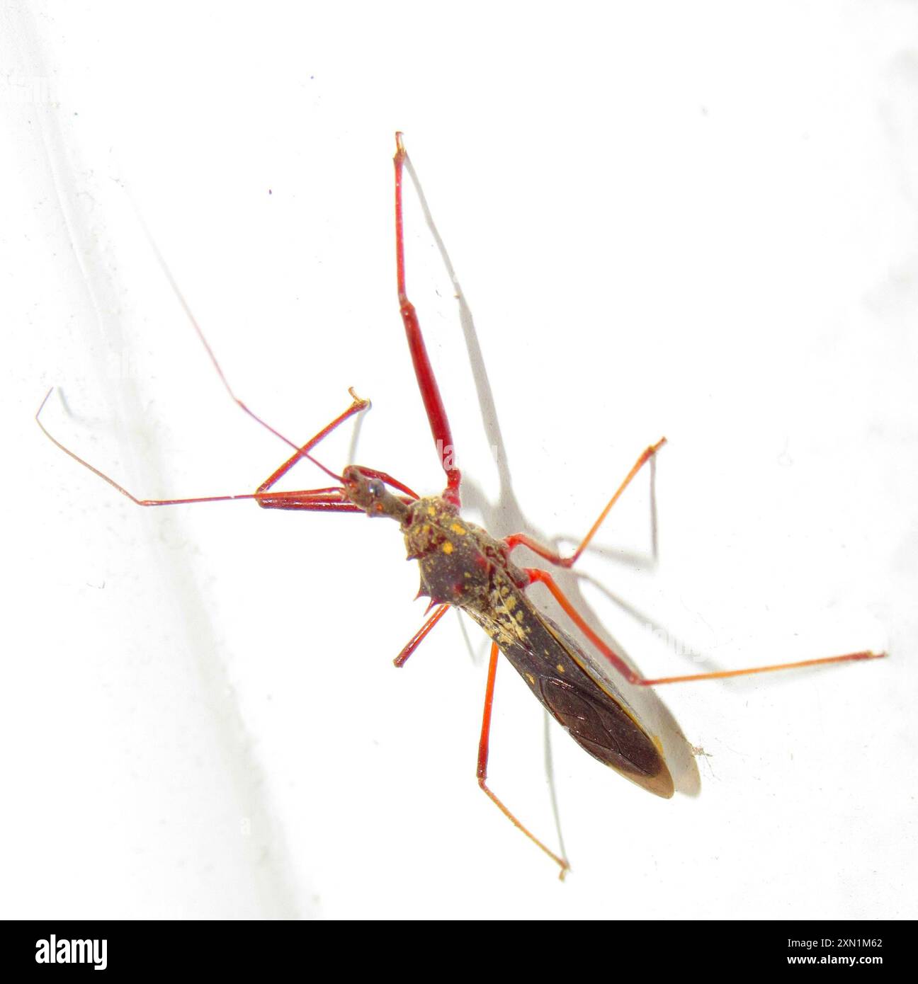 Heza binotata hi-res stock photography and images - Alamy