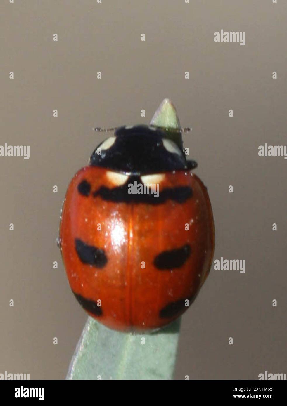 Transverse Lady Beetle (Coccinella transversoguttata) Insecta Stock ...