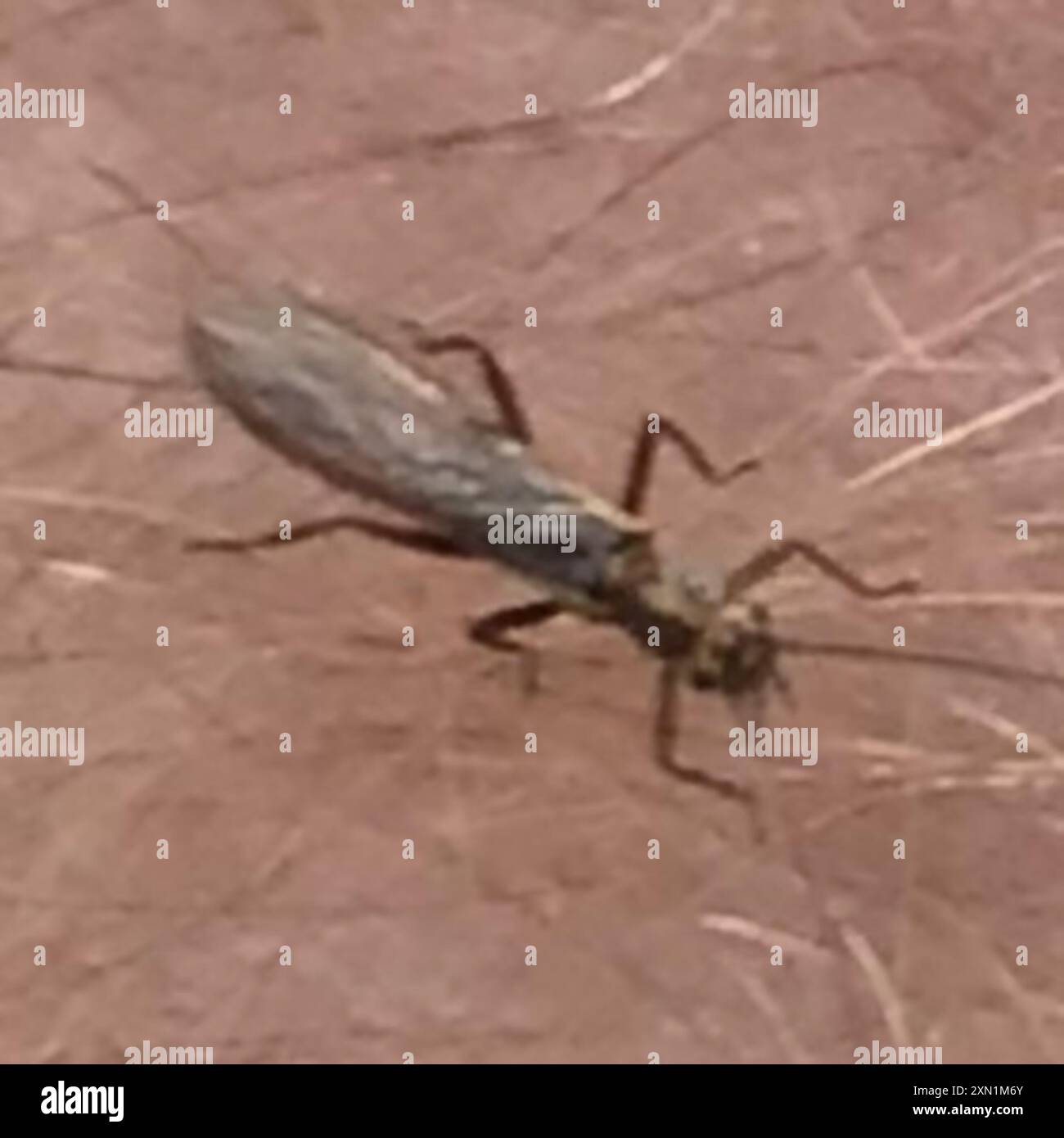 Stoneflies (Plecoptera) Insecta Stock Photo - Alamy