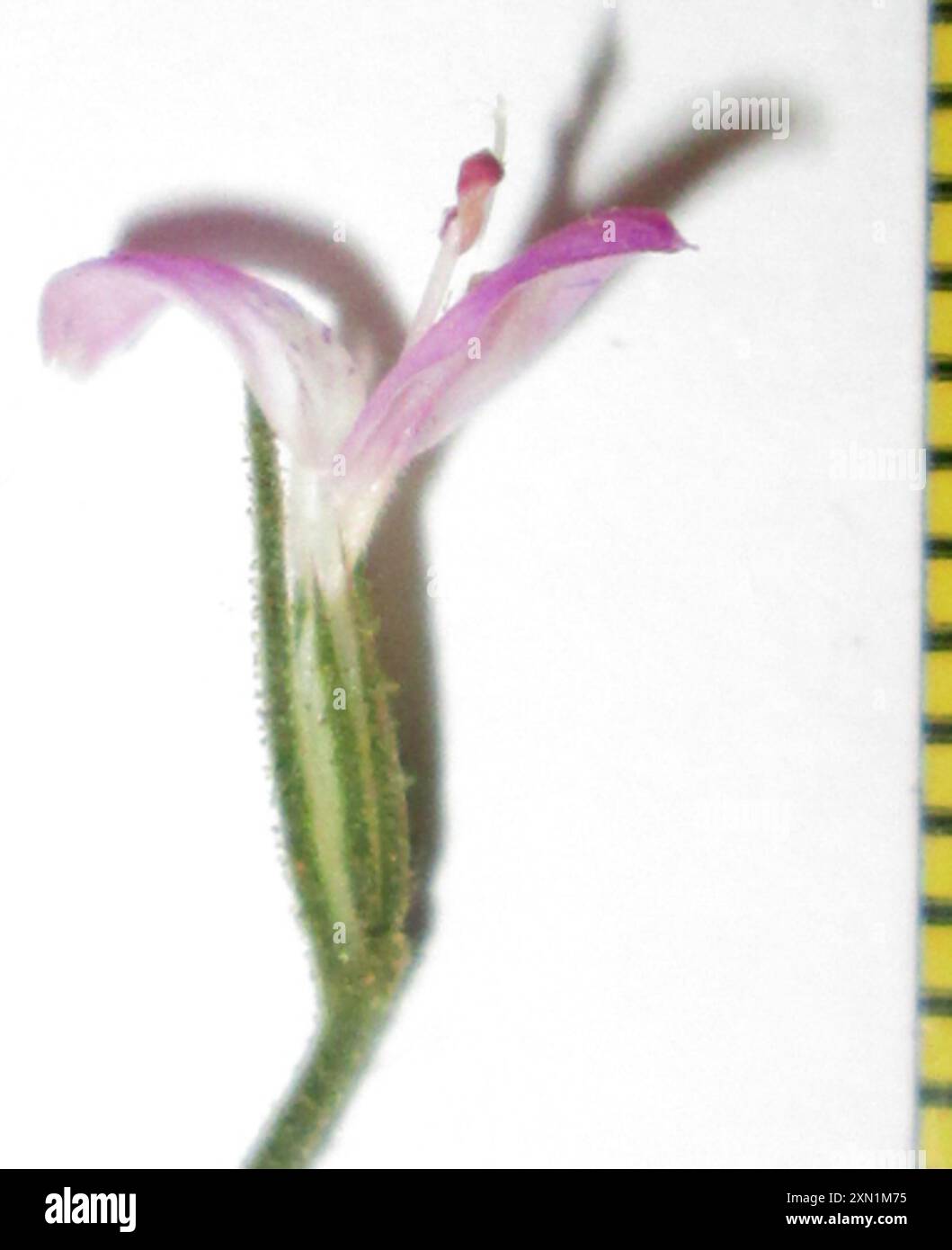 Panicled Foldwing (Dicliptera paniculata) Plantae Stock Photo - Alamy