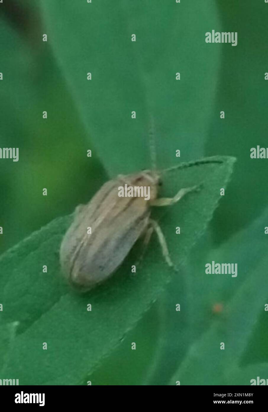ragweed leaf beetle (Ophraella communa) Insecta Stock Photo - Alamy