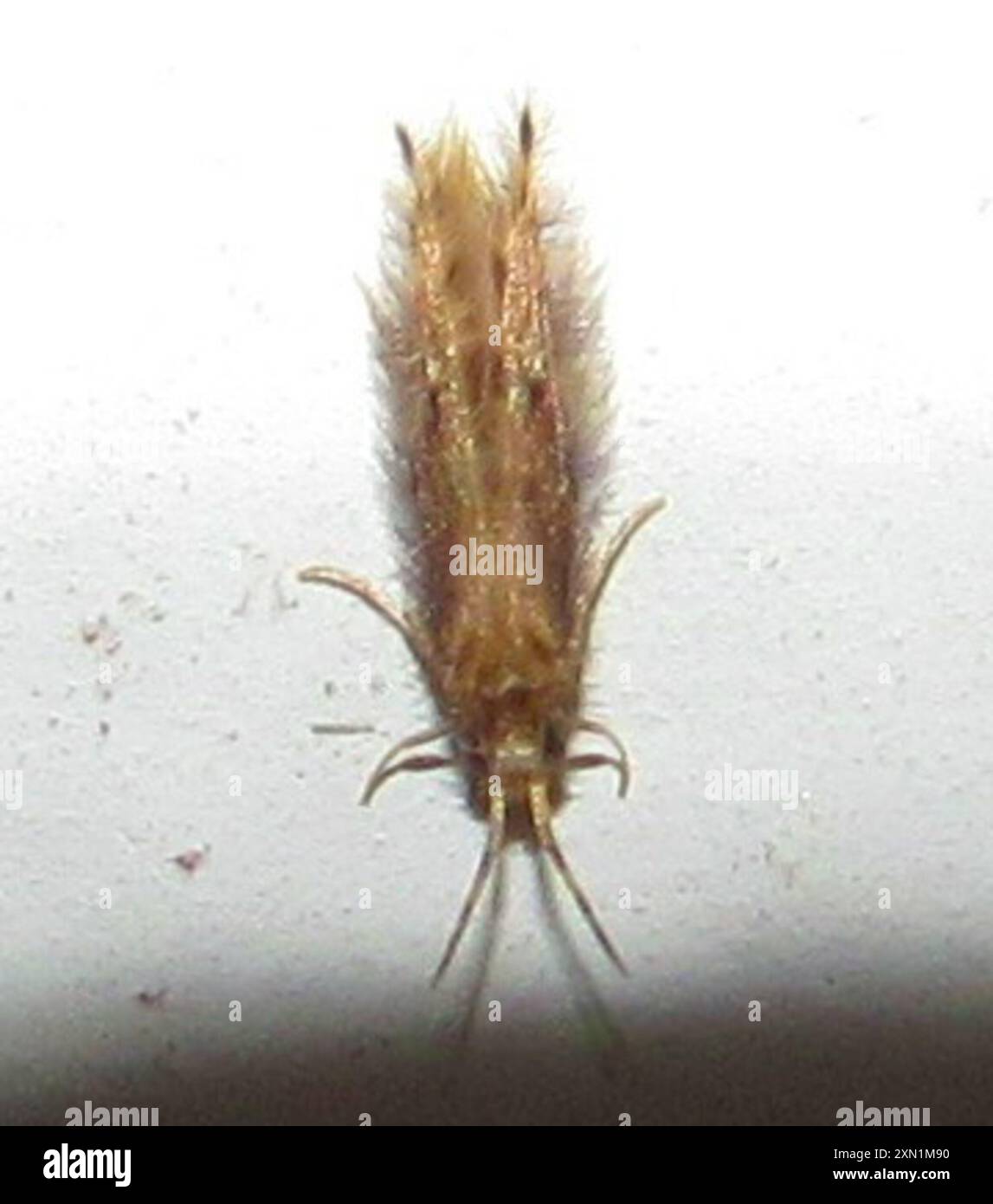 Microcaddisflies (Hydroptilidae) Insecta Stock Photo - Alamy