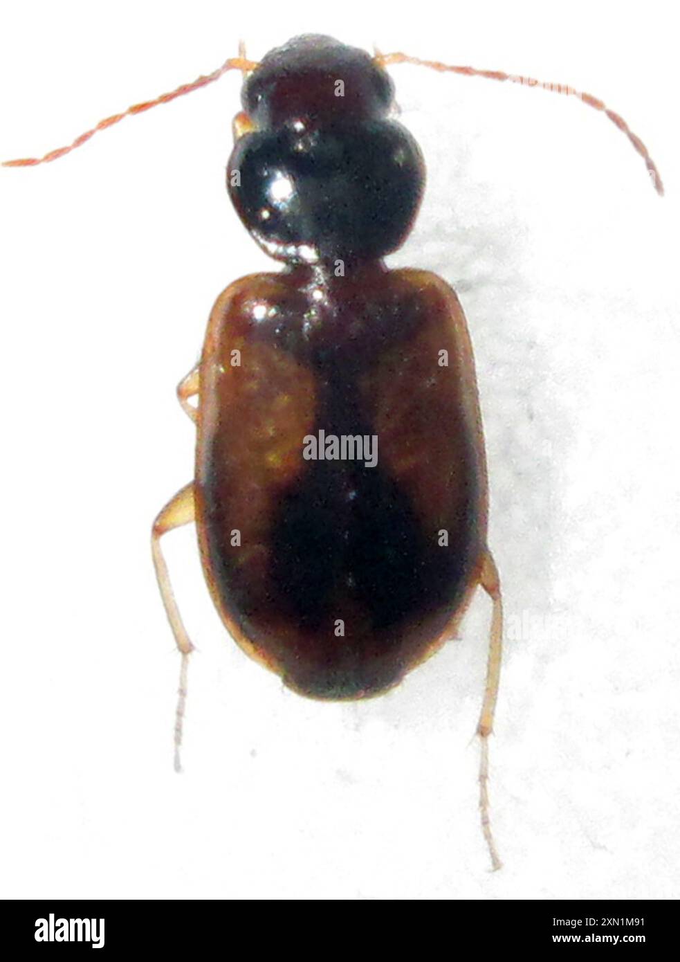 (Amblystomus amabilis) Insecta Stock Photo - Alamy