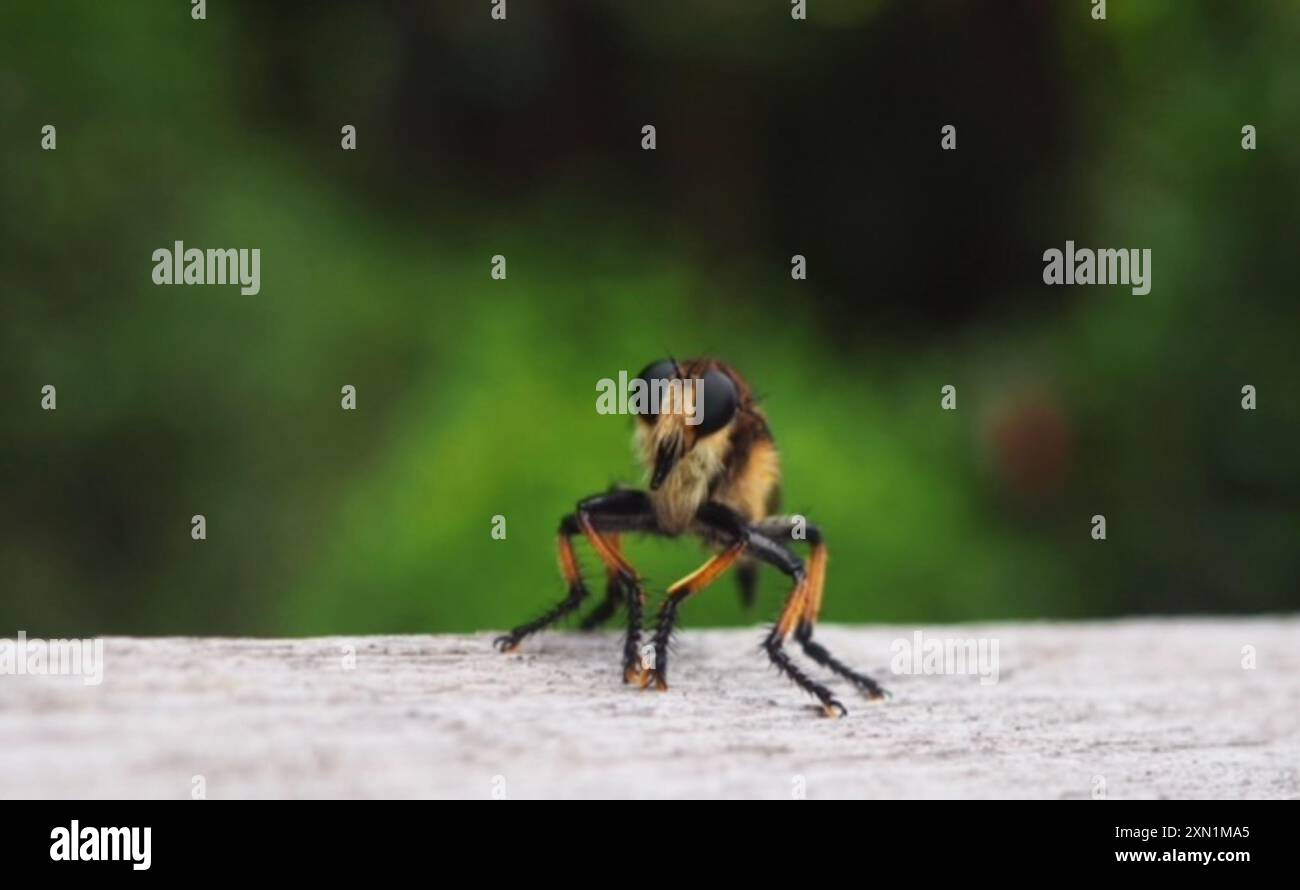 Red-footed Cannibal Fly (Promachus rufipes) Insecta Stock Photo - Alamy