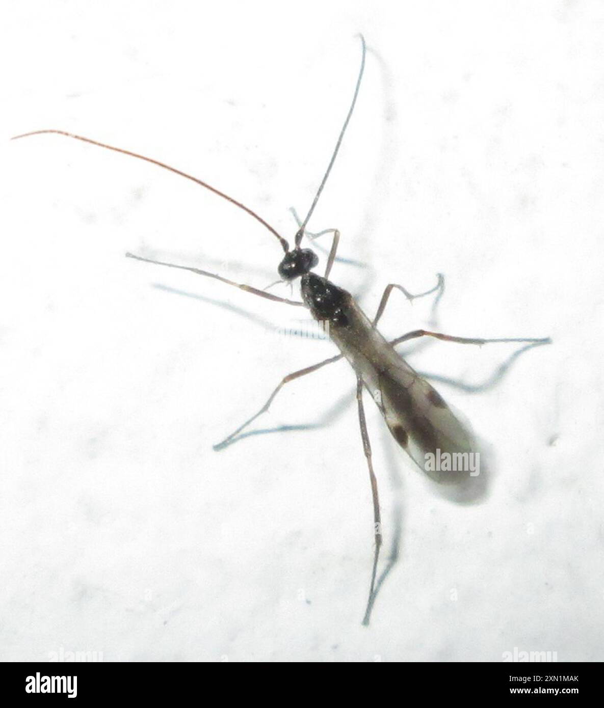 Braconid Wasps (Braconidae) Insecta Stock Photo - Alamy