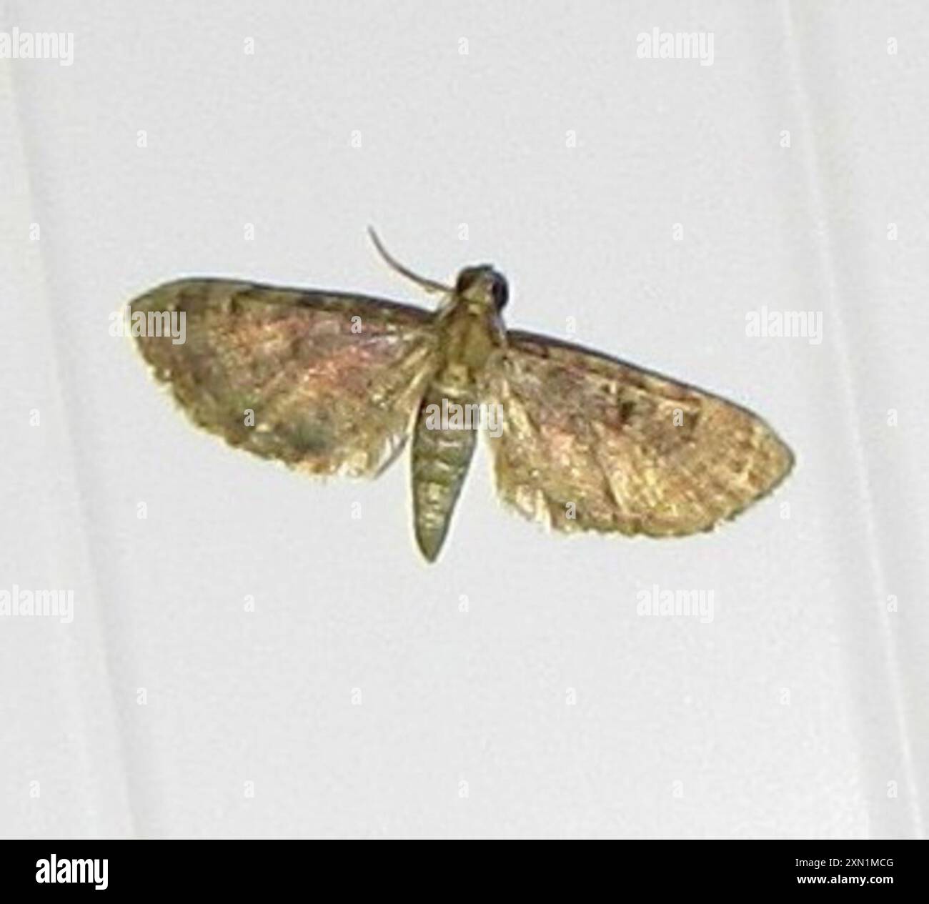 Geometer Moths (Geometridae) Insecta Stock Photo - Alamy