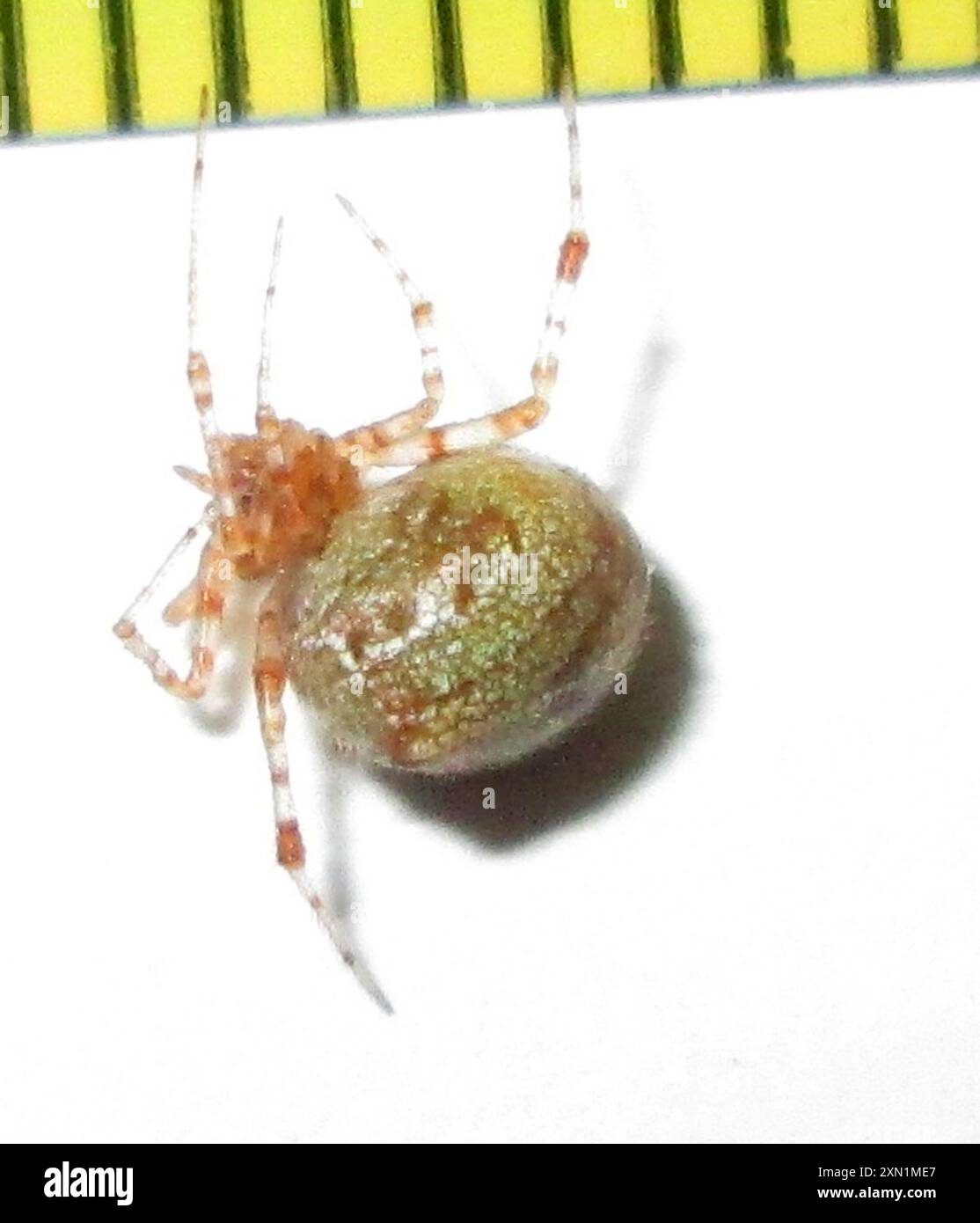 Comb-footed Spiders (Theridiidae) Arachnida Stock Photo - Alamy