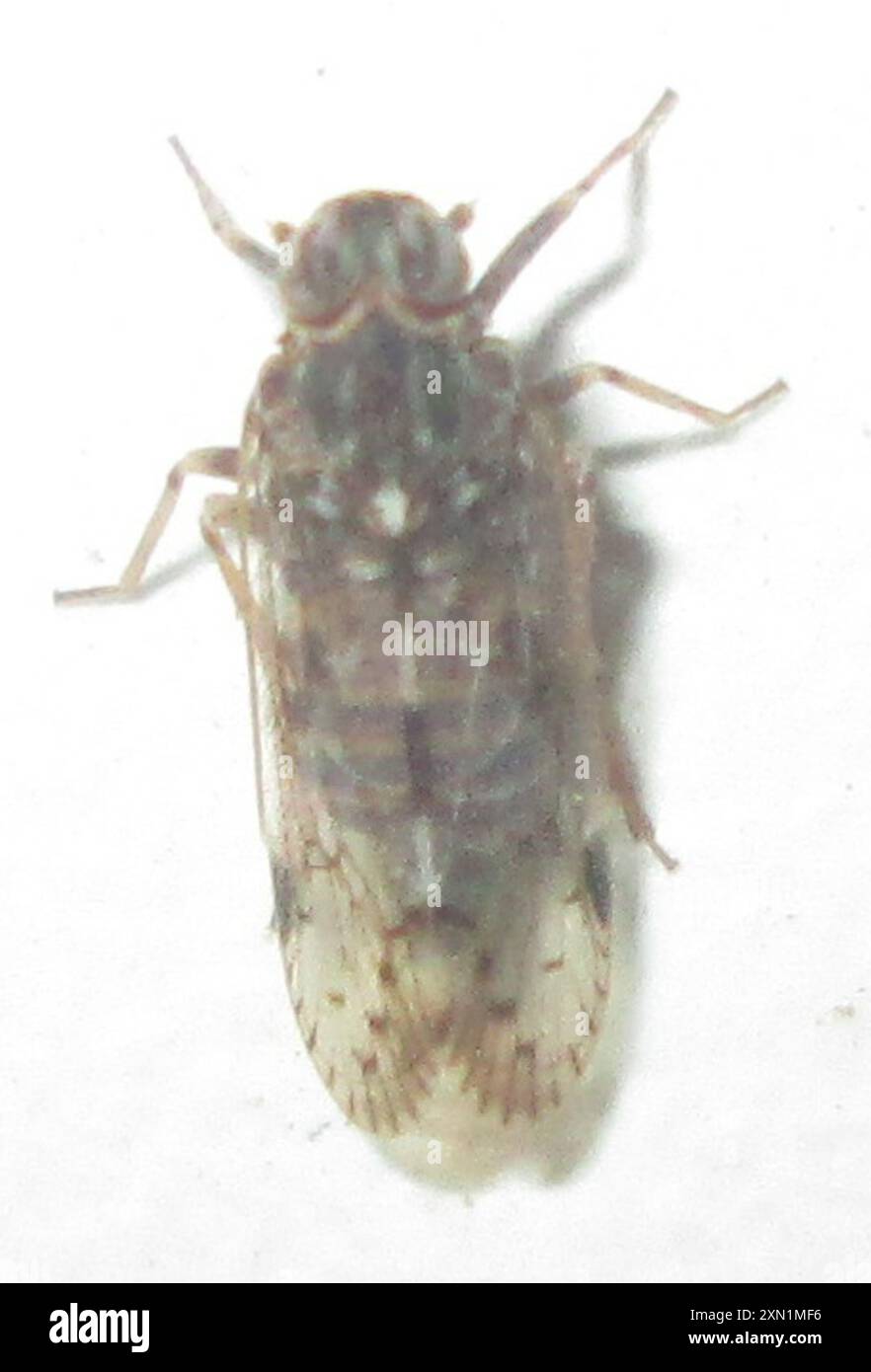 Cixiid planthoppers (Cixiidae) Insecta Stock Photo - Alamy