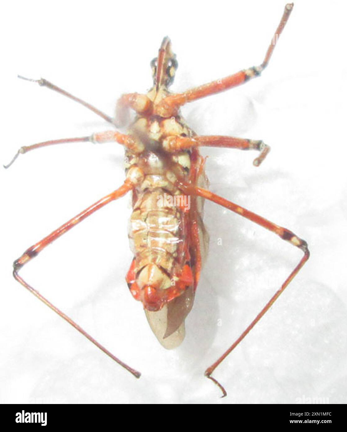 Cosmolestes hi-res stock photography and images - Alamy