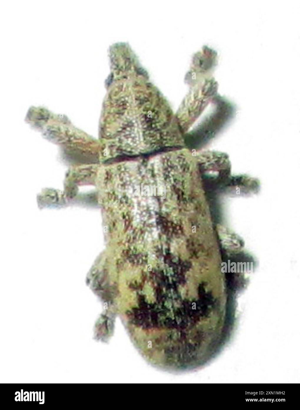 True Weevils (Curculionidae) Insecta Stock Photo - Alamy