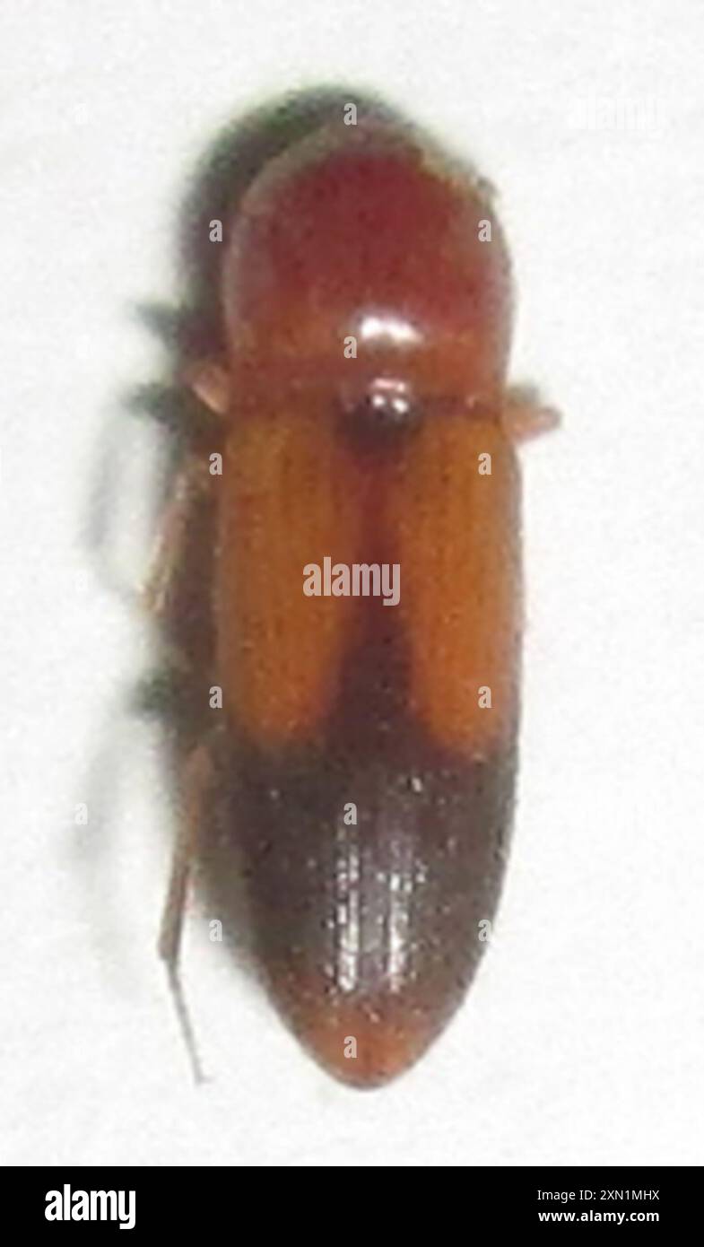 Click Beetles (Elateridae) Insecta Stock Photo - Alamy