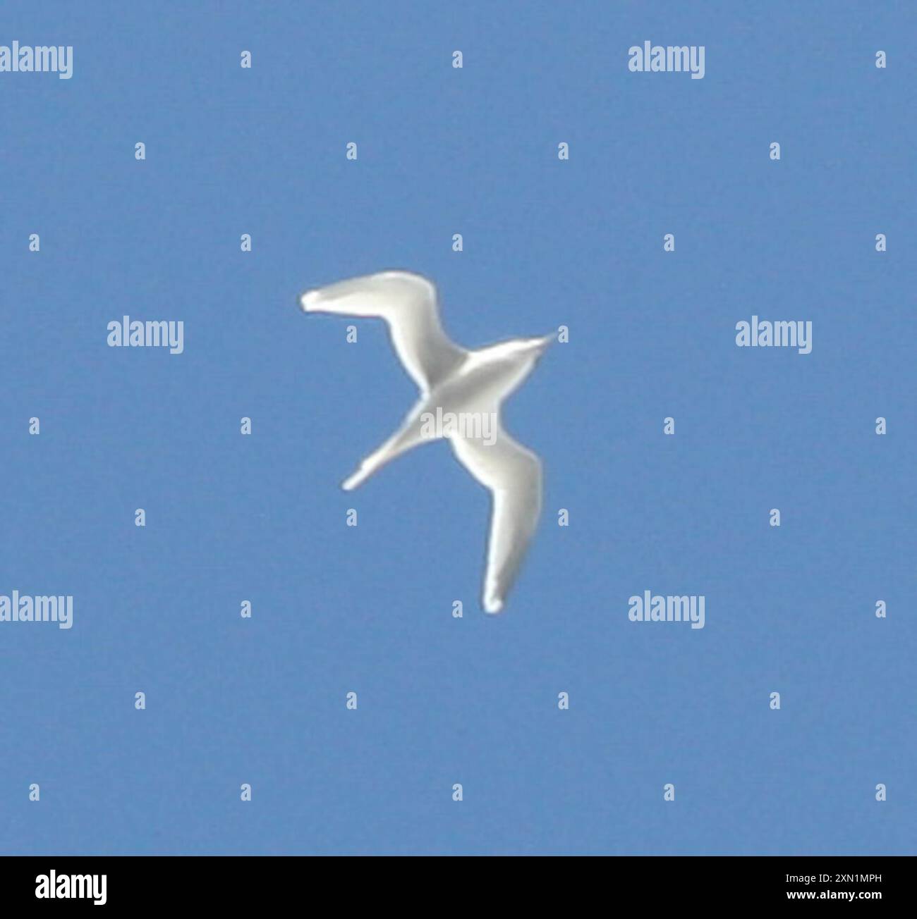 White-tailed Tropicbird (Phaethon lepturus) Aves Stock Photo - Alamy