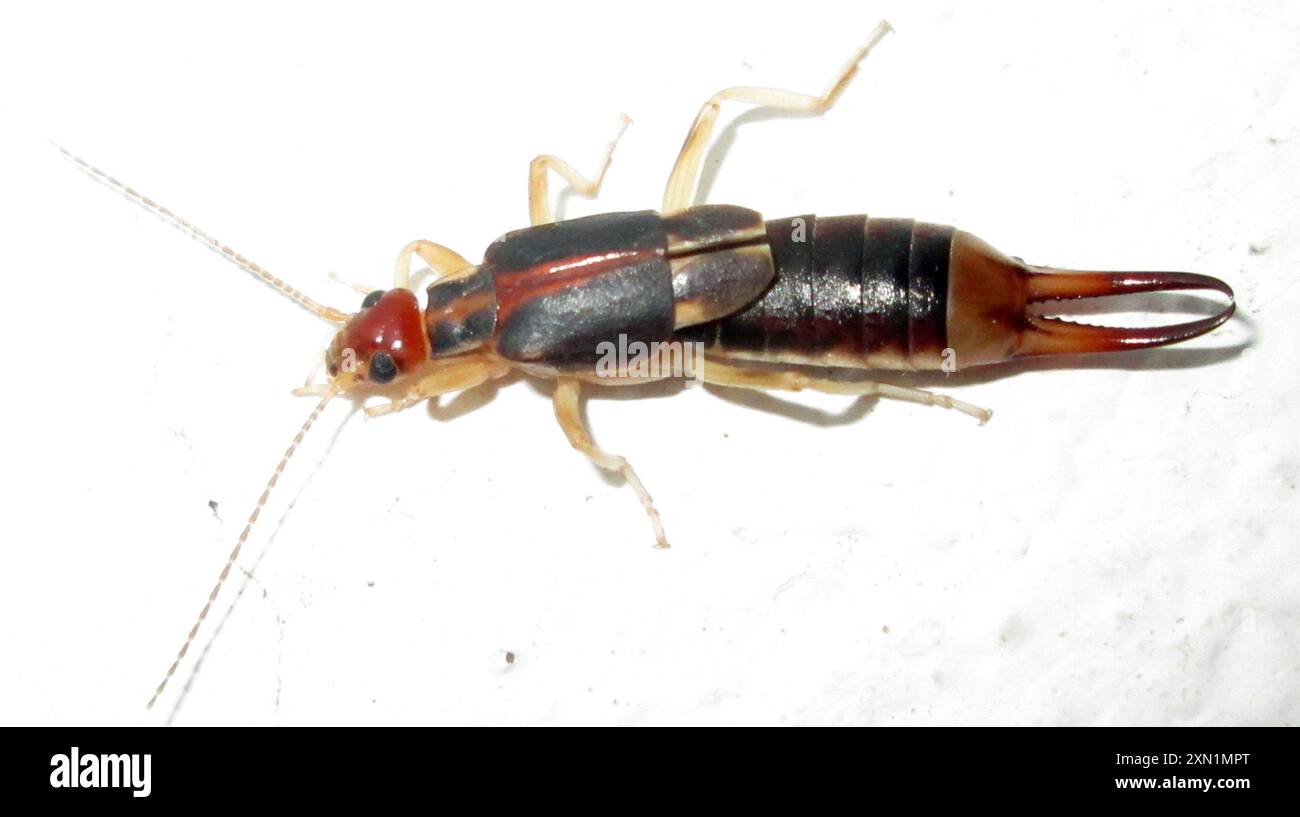 Shore Earwig (Labidura riparia) Insecta Stock Photo - Alamy