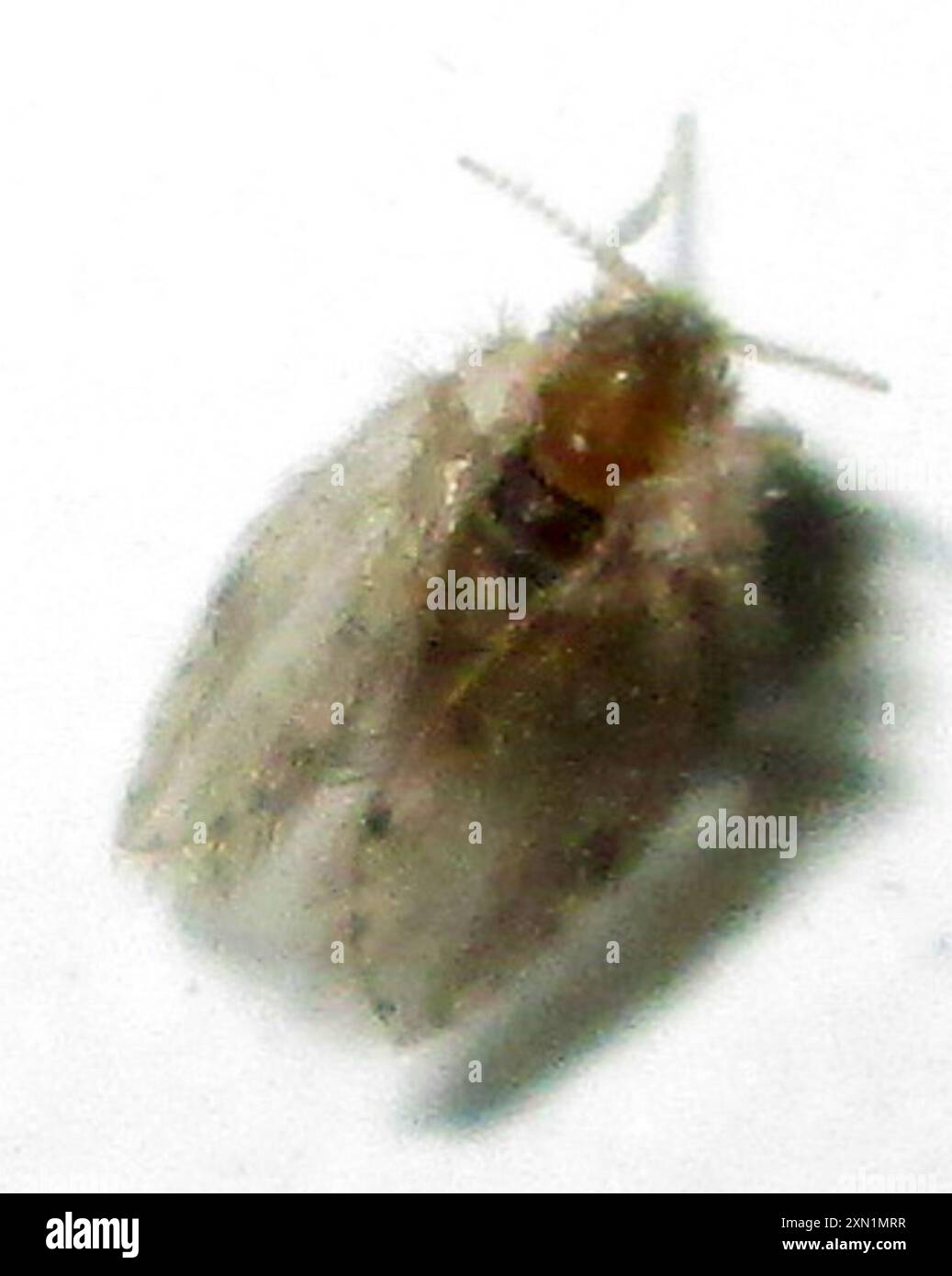 Psychoda alternata hi-res stock photography and images - Alamy