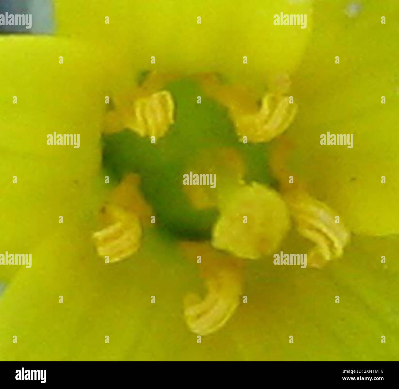 (Sebaea pentandra) Plantae Stock Photo - Alamy