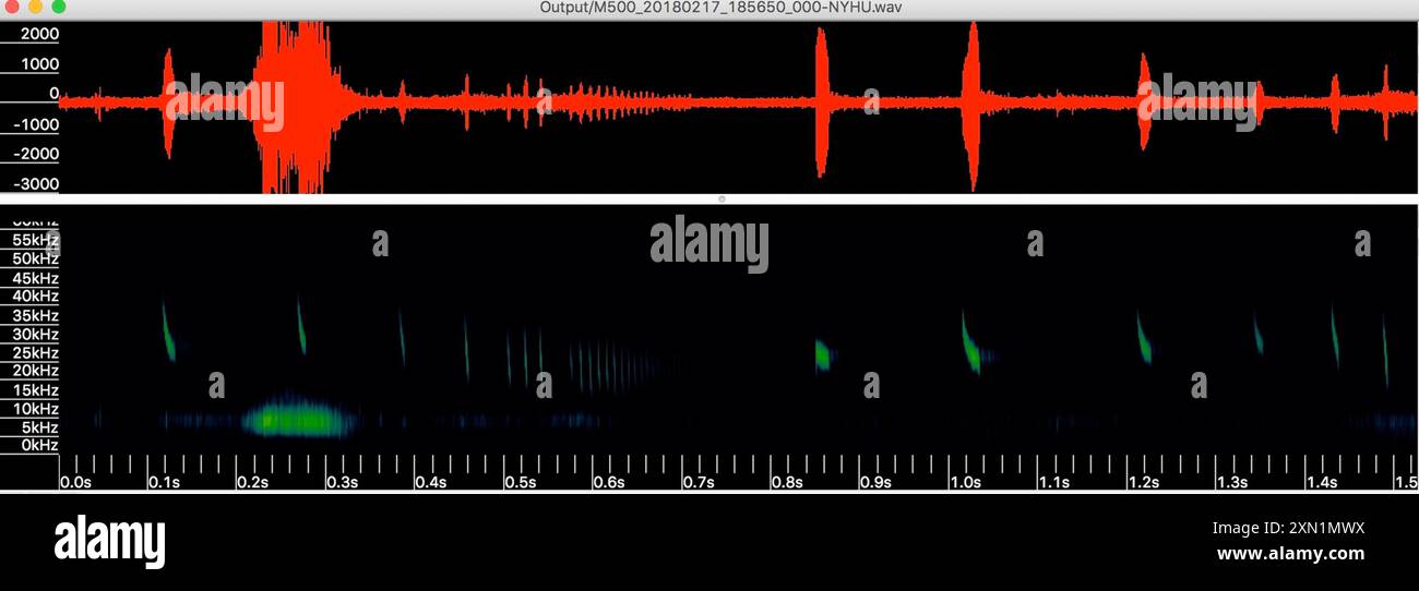 Evening Bat (Nycticeius humeralis) Mammalia Stock Photo - Alamy