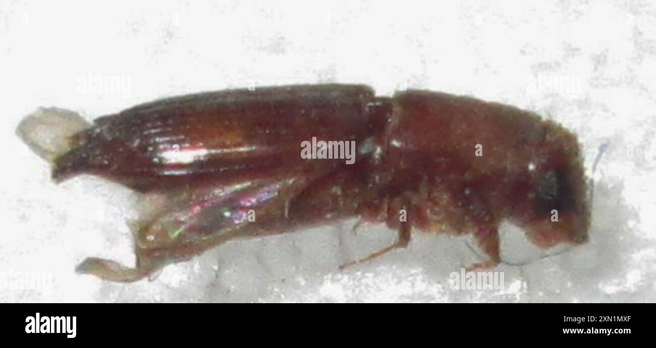 Pinhole Borer Beetles (Platypodinae) Insecta Stock Photo - Alamy