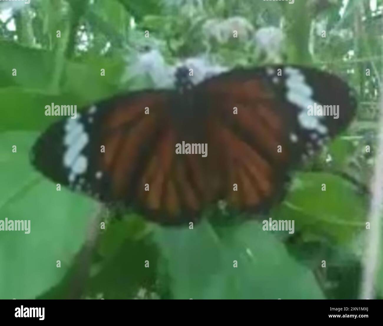 Common Tiger Butterfly (Danaus genutia) Insecta Stock Photo - Alamy