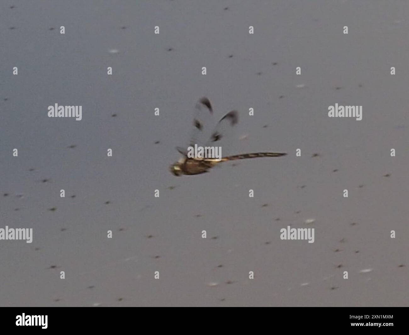 Epitheca princeps hi-res stock photography and images - Alamy