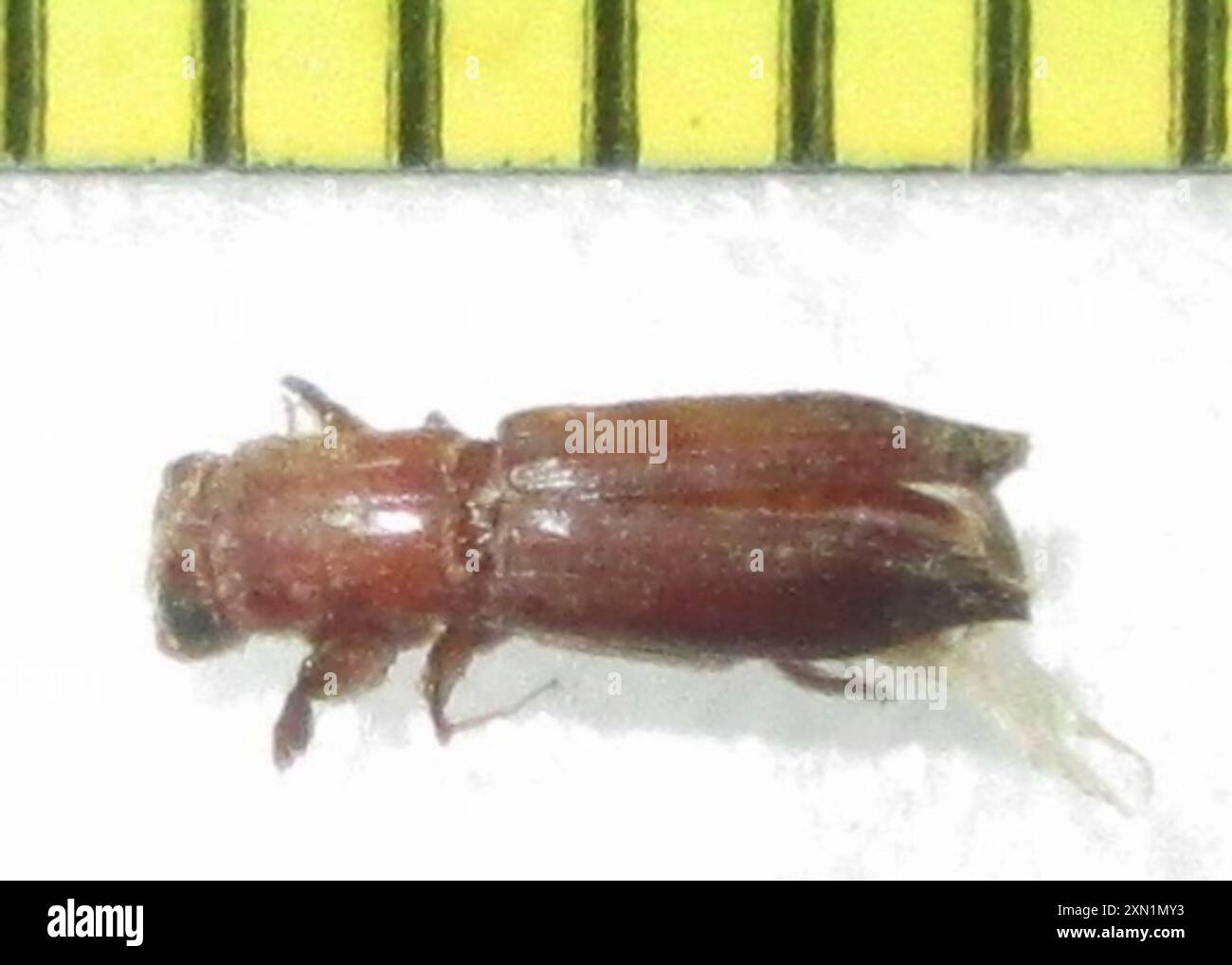 Pinhole Borer Beetles (Platypodinae) Insecta Stock Photo - Alamy