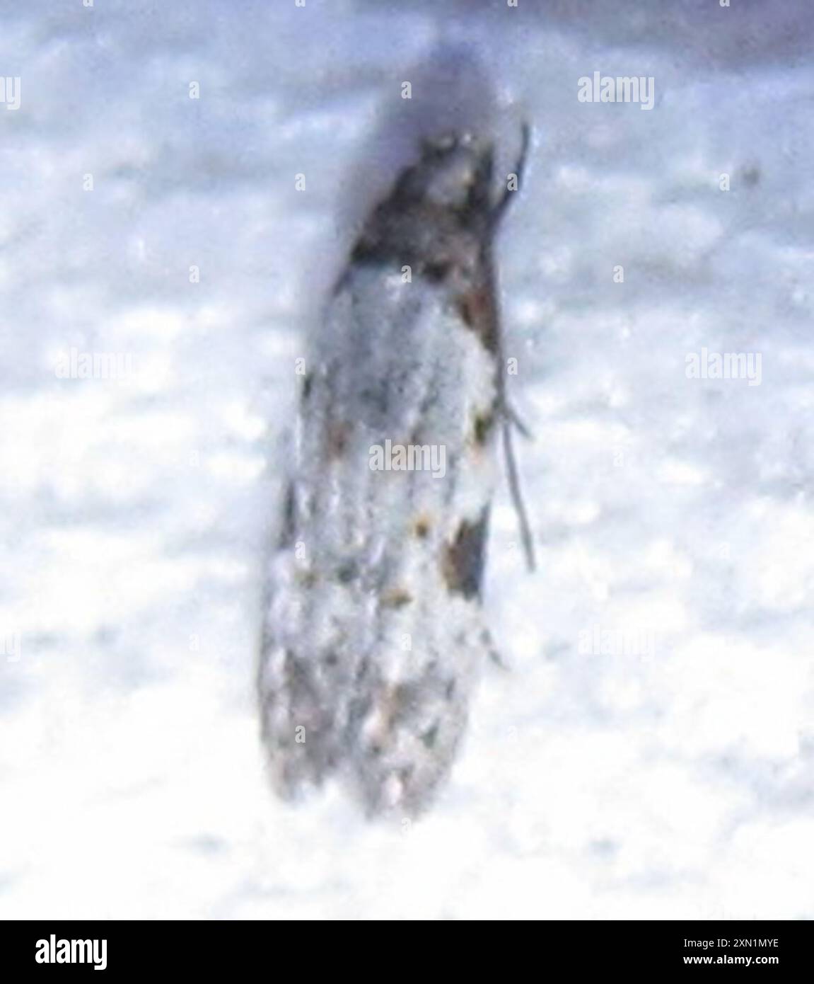 Taygete hi-res stock photography and images - Alamy