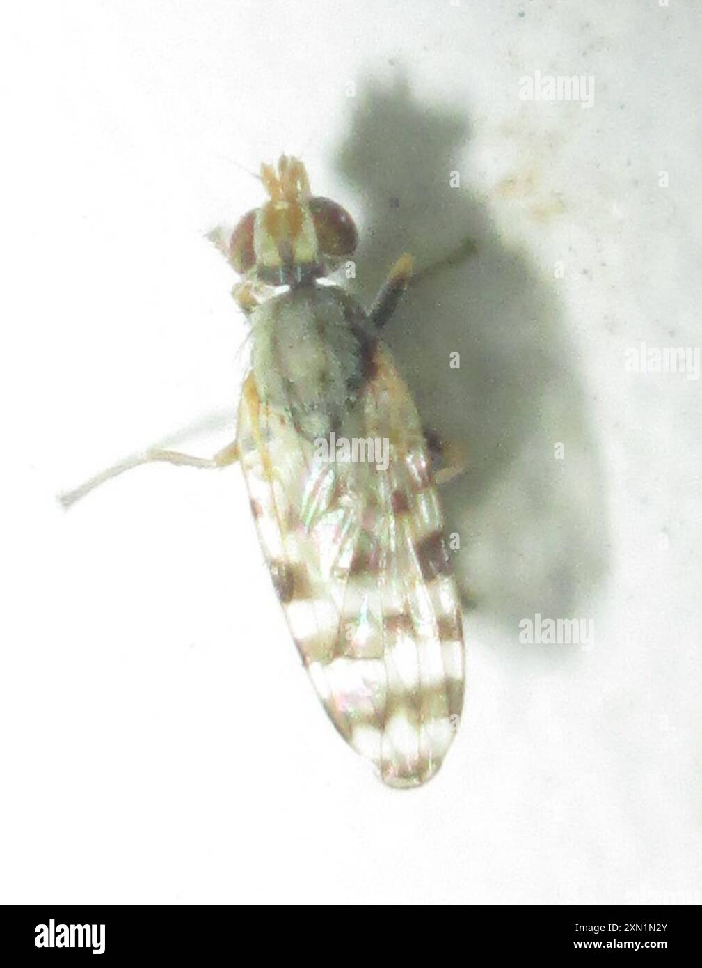 Fruit Flies (Tephritidae) Insecta Stock Photo - Alamy