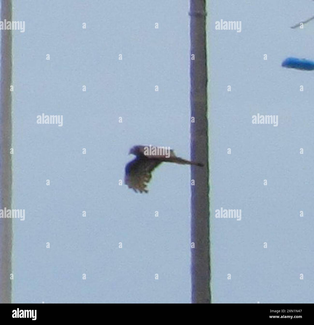 Long-winged Harrier (Circus buffoni) Aves Stock Photo - Alamy