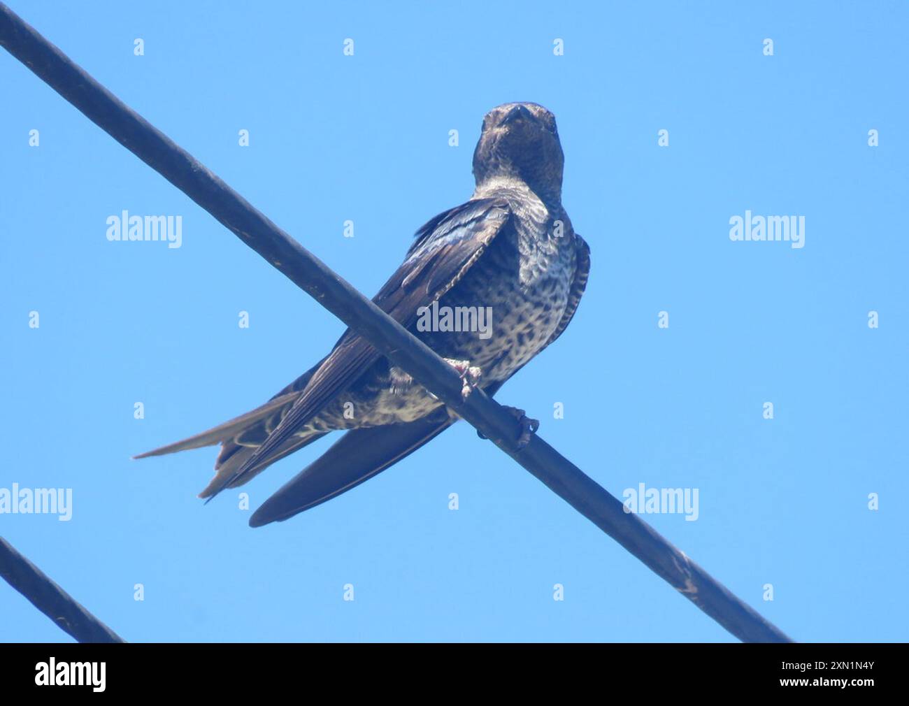 Southern Martin (Progne elegans) Aves Stock Photo - Alamy