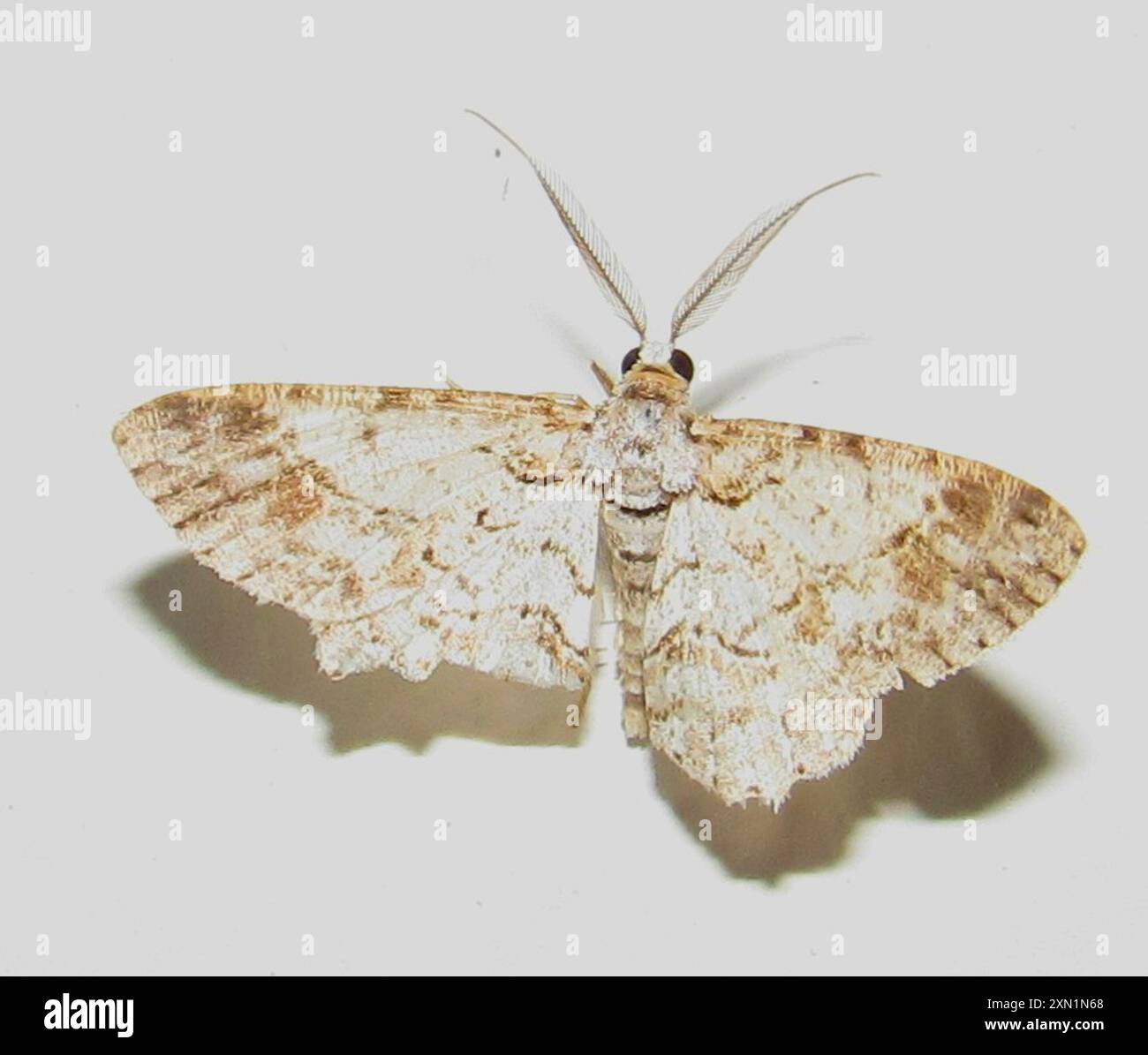 Geometer Moths (Geometridae) Insecta Stock Photo - Alamy