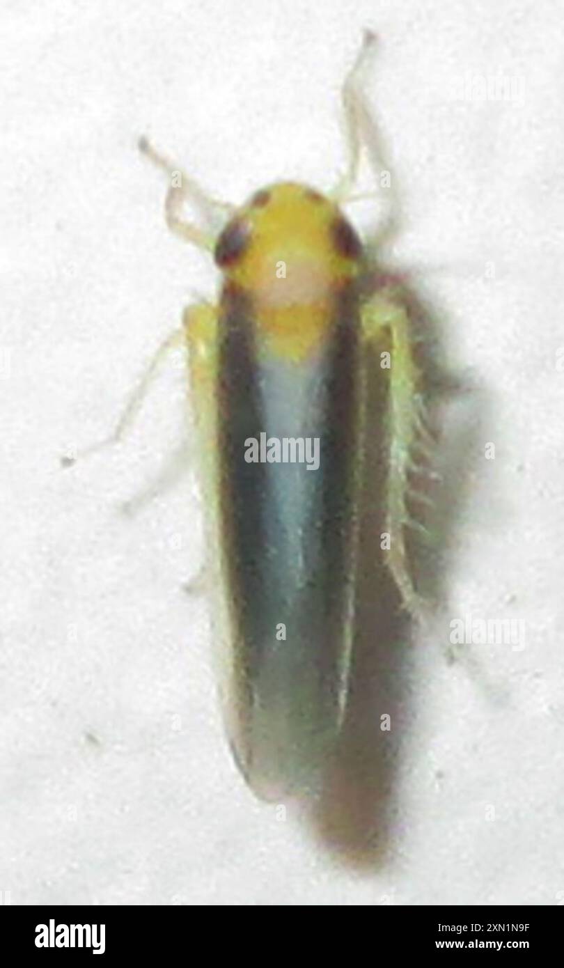 Maize Leafhopper (Cicadulina mbila) Insecta Stock Photo - Alamy