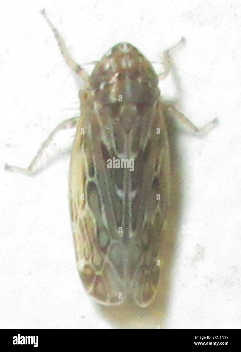 Typical Leafhoppers (Cicadellidae) Insecta Stock Photo - Alamy