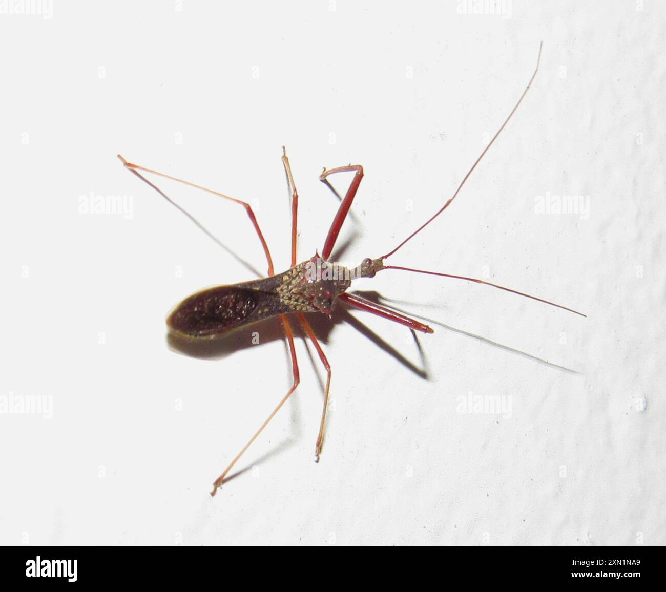 (Heza binotata) Insecta Stock Photo - Alamy