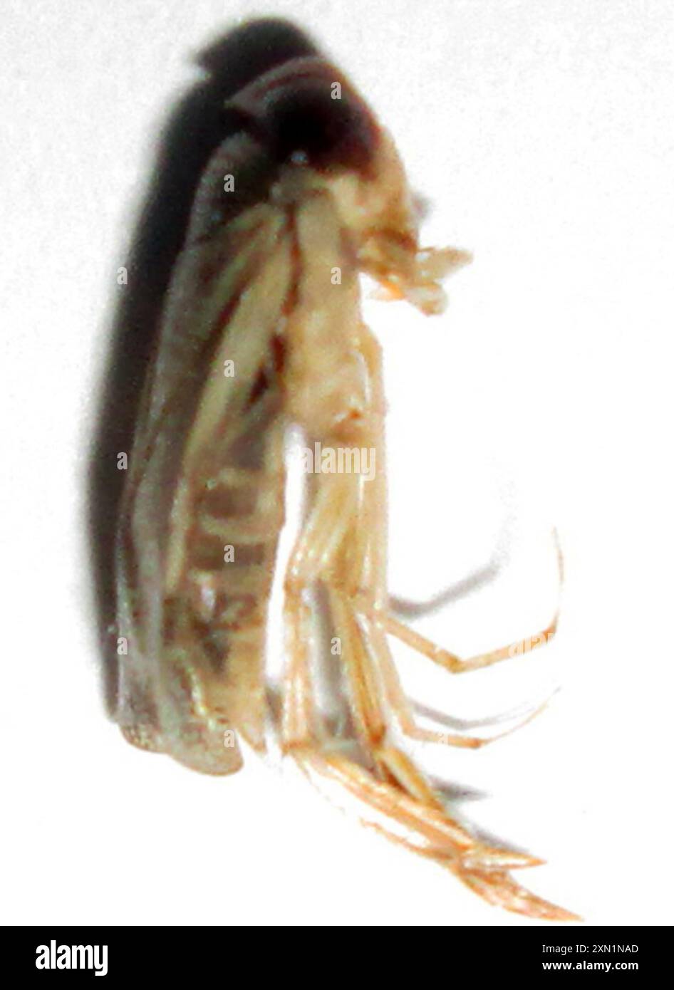Water Boatmen (Corixidae) Insecta Stock Photo - Alamy