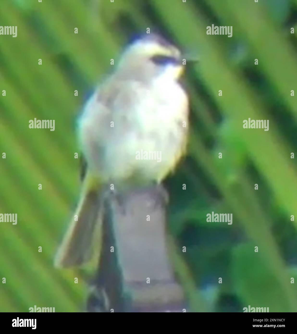 Yellow-vented Bulbul (Pycnonotus goiavier) Aves Stock Photo - Alamy