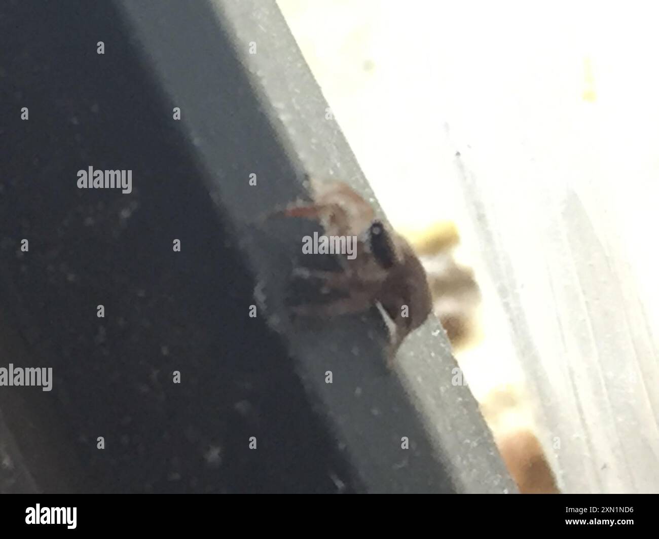 Golden-brown Jumping Spider (Trite auricoma) Arachnida Stock Photo - Alamy